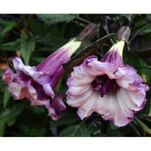 10 Double Purple Angel Trumpet Seeds - Walmart.com