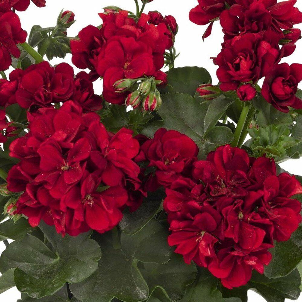 10 Double Red Geranium Seeds - Walmart.com