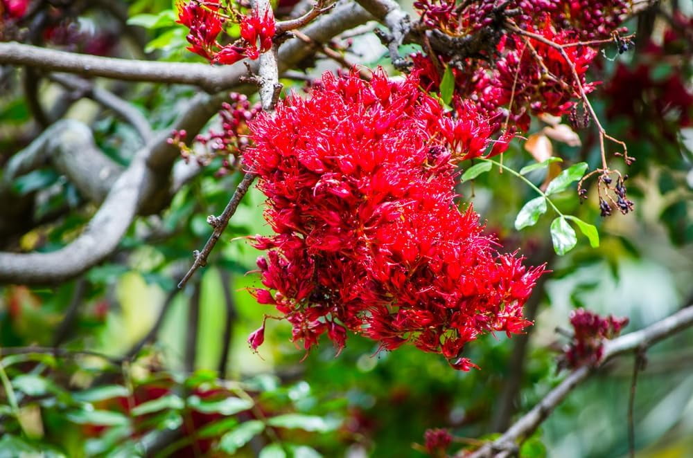 10 Drunken Parrot Tree Seeds for Planting - Schotia brachypetala ...