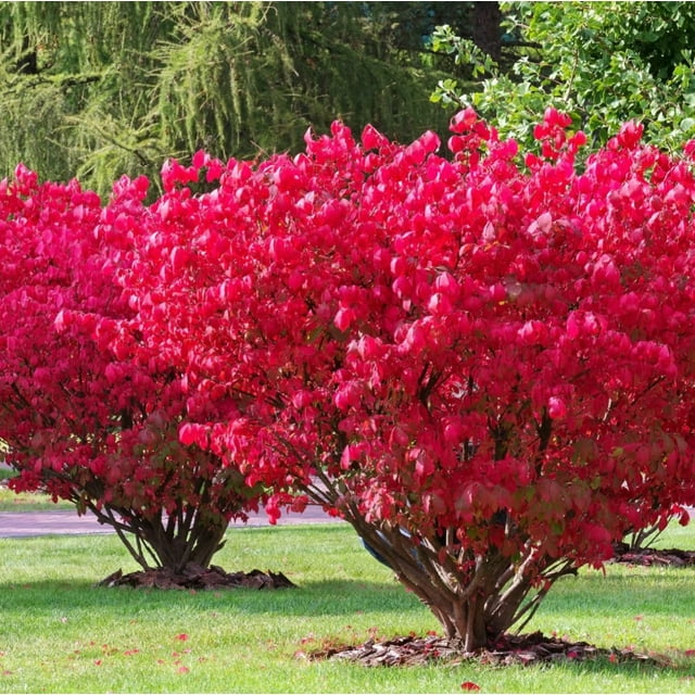 10 Dwarf Burning Bush Plants 5-10" Tall Hardy Euonymus Alatus Shrub ...