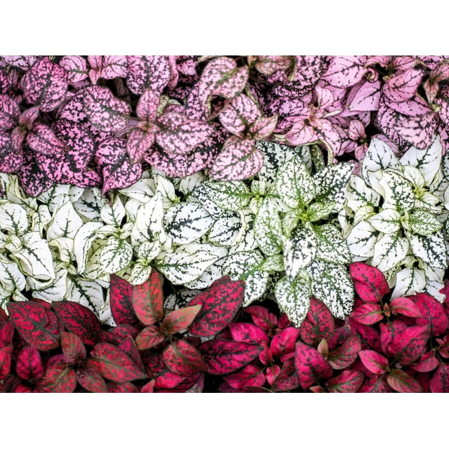 10 Dwarf Mixed Colors POLKA DOT PLANT Red Pink White Rose Splash Select ...