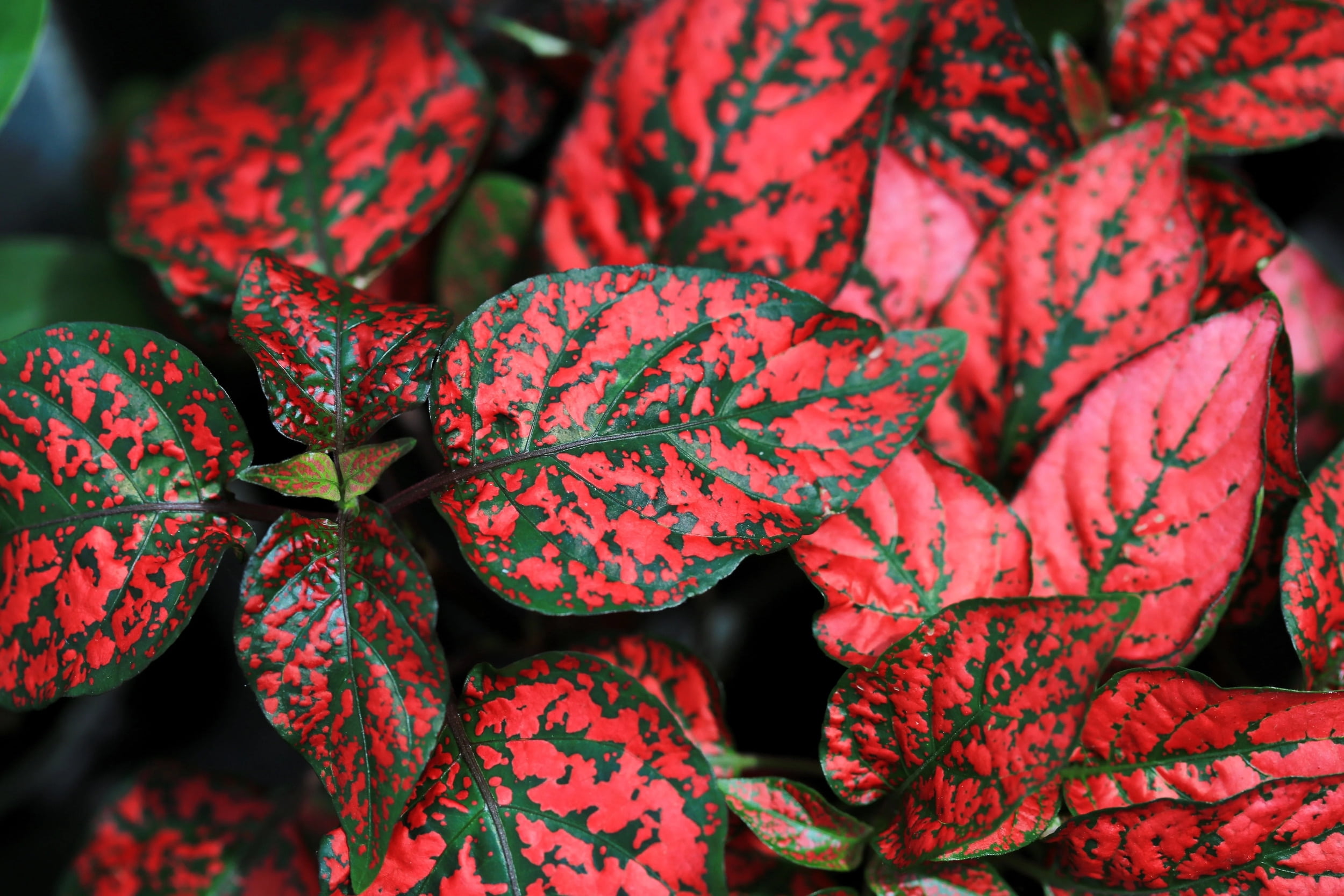 10 Dwarf RED POLKA DOT PLANT Splash Select Hypoestes Phyllostachya ...