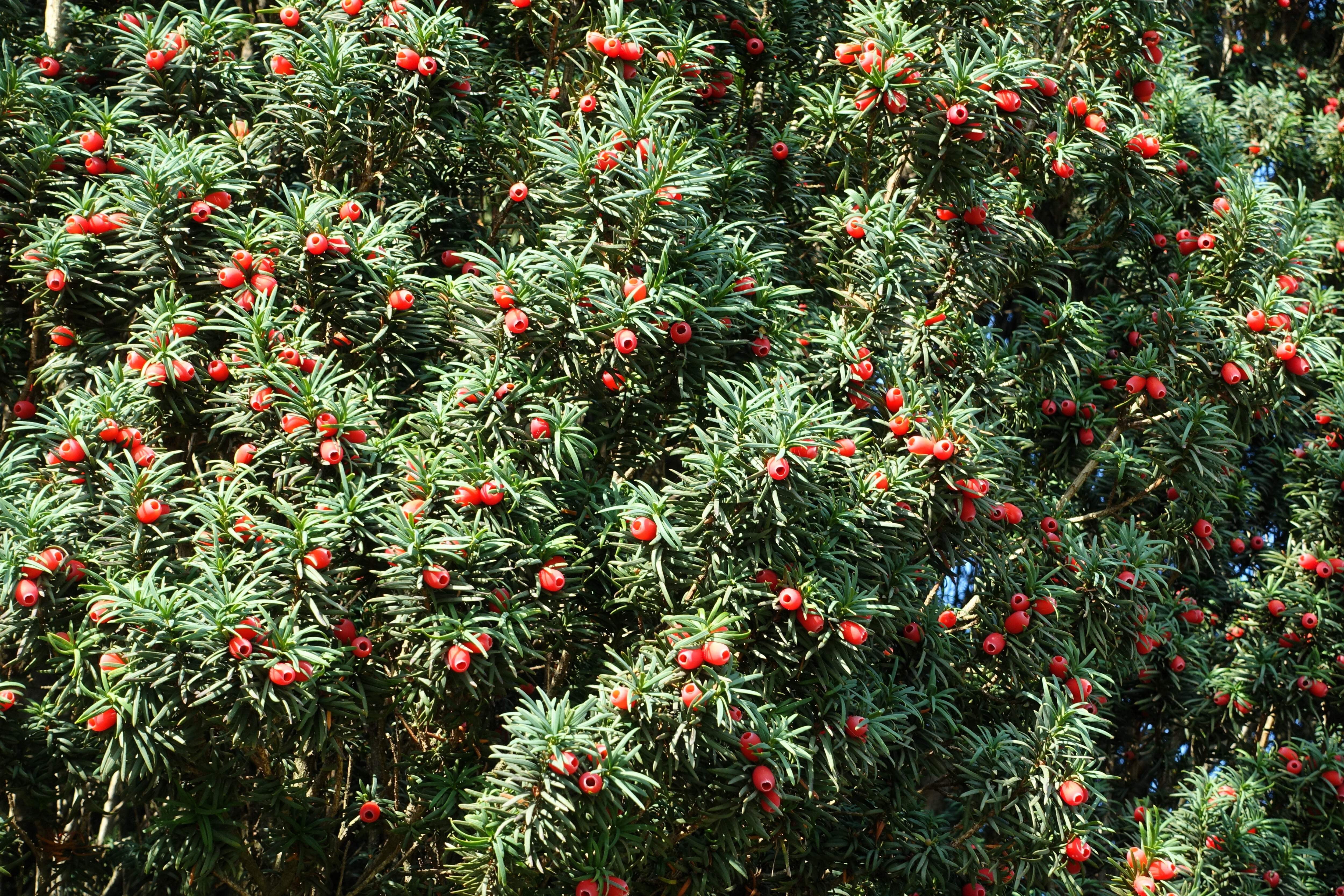 10 ENGLISH YEW Taxus Baccata Tree Shrub Conifer Sun or Shade Red ...