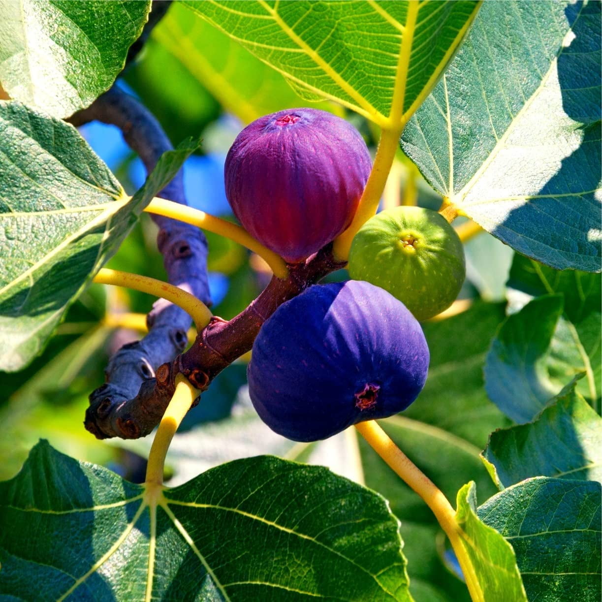 10 Edible Fig Tree Seeds - Easy to Grow Ficus carica with Real Plant ...