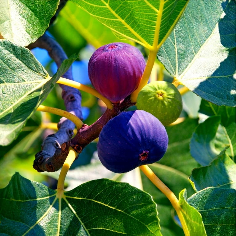Fruit Seeds 100pcs Fig Tree Seeds - Ficus Carica Balcony Potted Fruit ...
