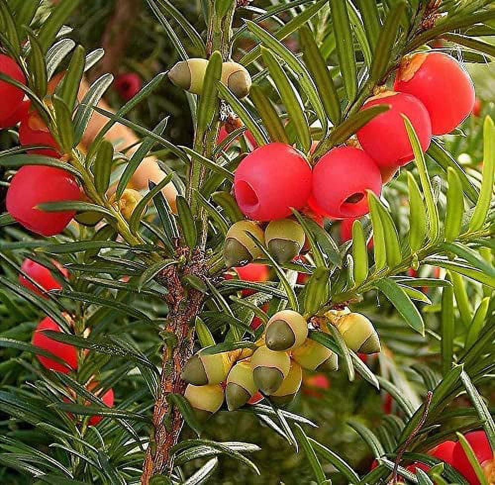 10 English Yew Tree Seeds - Taxus baccata - Walmart.com