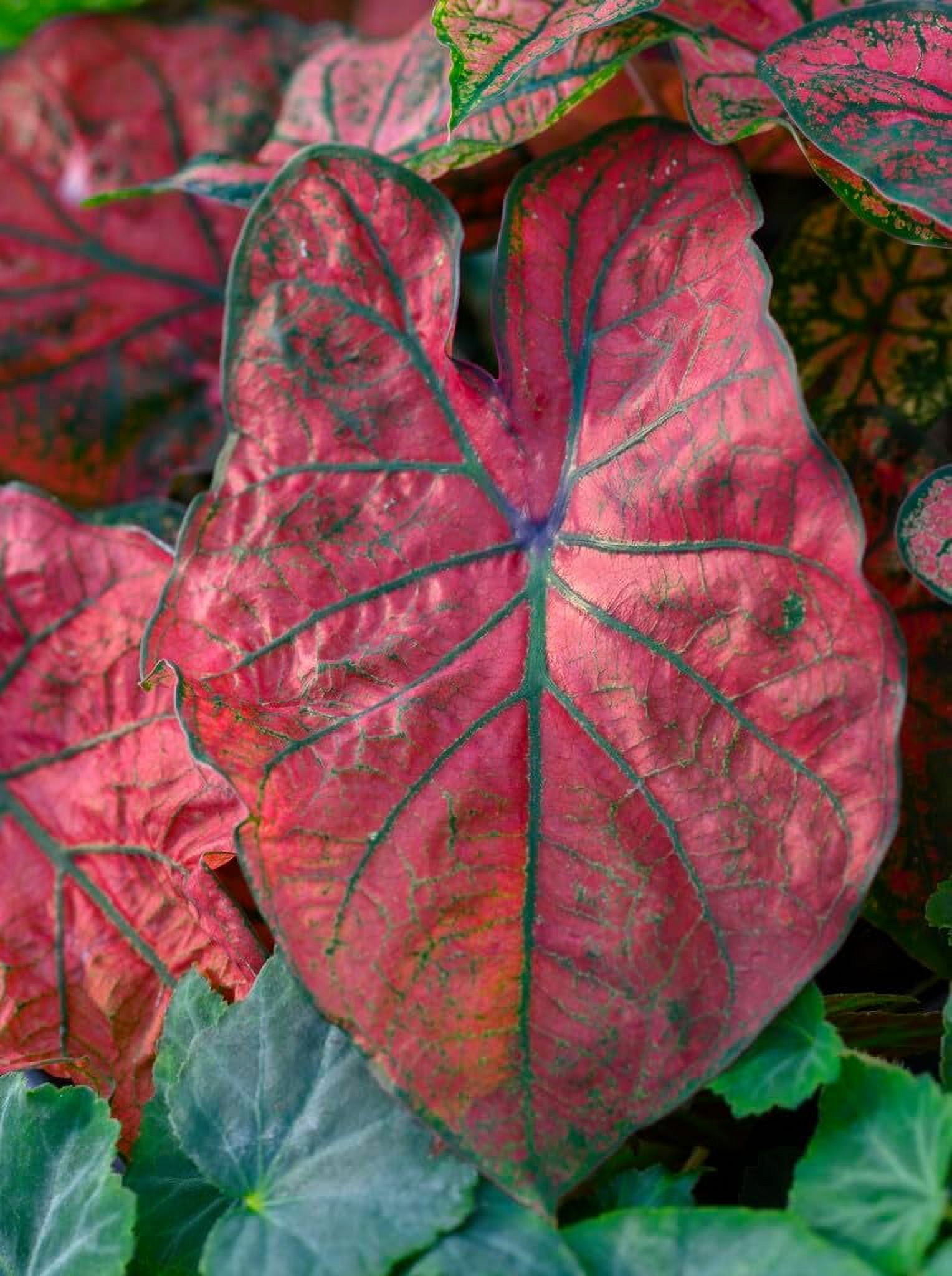 10 Festiva Caladium Bulbs for Planting - Perennial Hosta, Elephant Ears ...