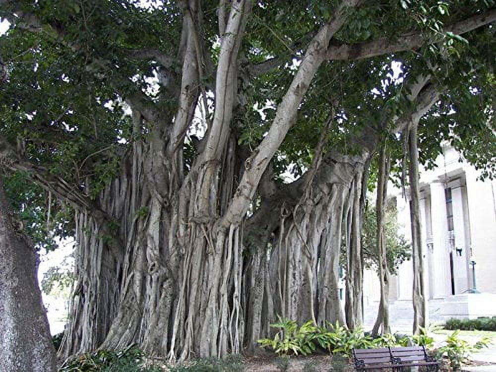10 Ficus Benghalensis SACRED BANYAN TREE seeds - BONSAI - Walmart.com
