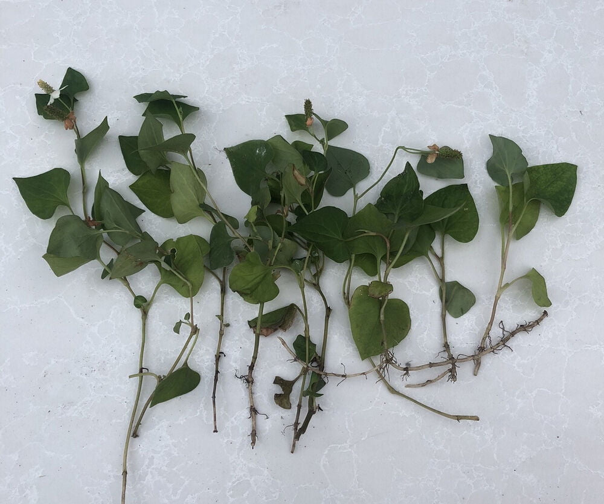 10 Fish Mint Antiviral Live Plant Houttuynia Cordata Chameleon Diếp Cá ...