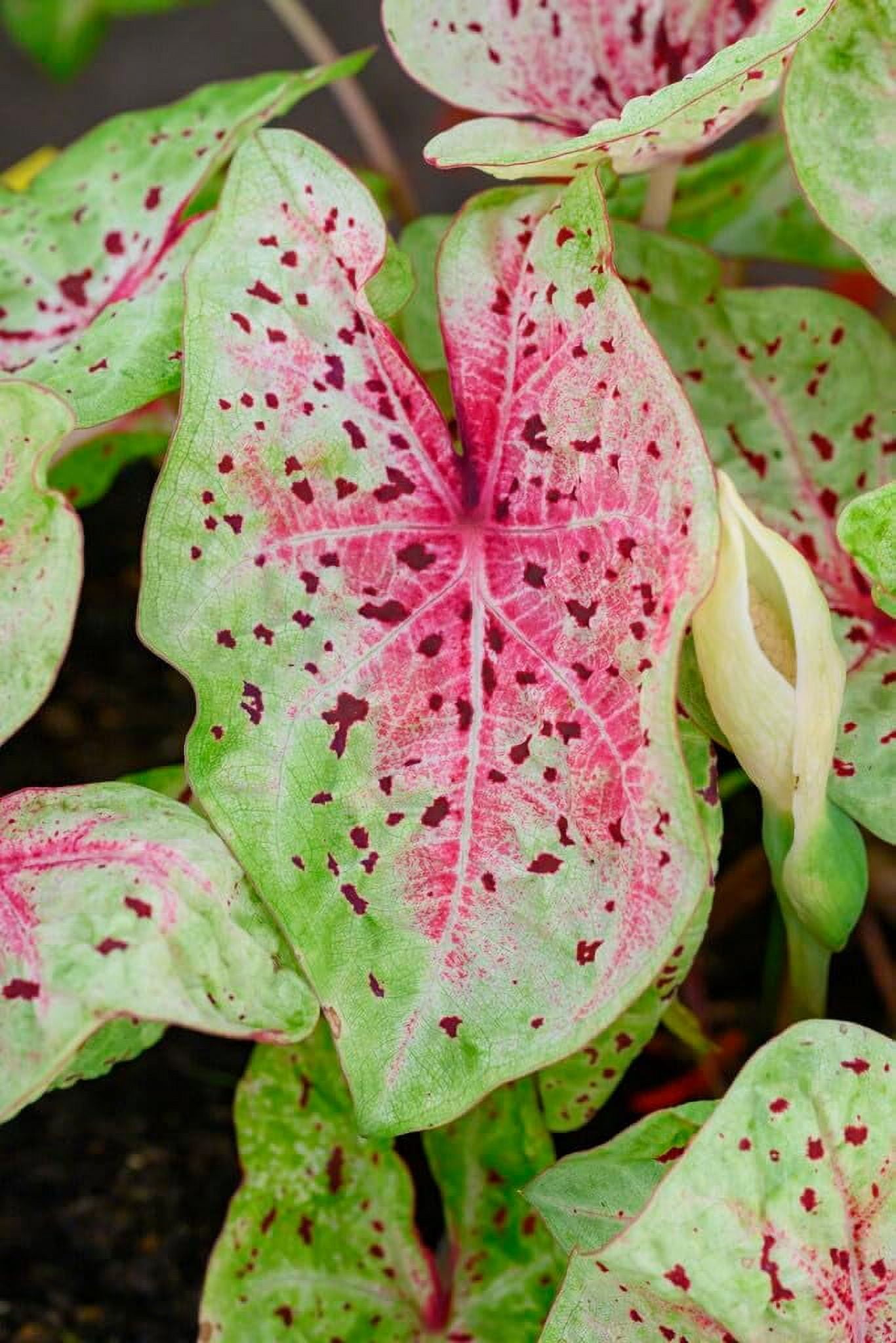 10 Florida Clown Caladium Bulbs for Planting - Perennial Hosta ...