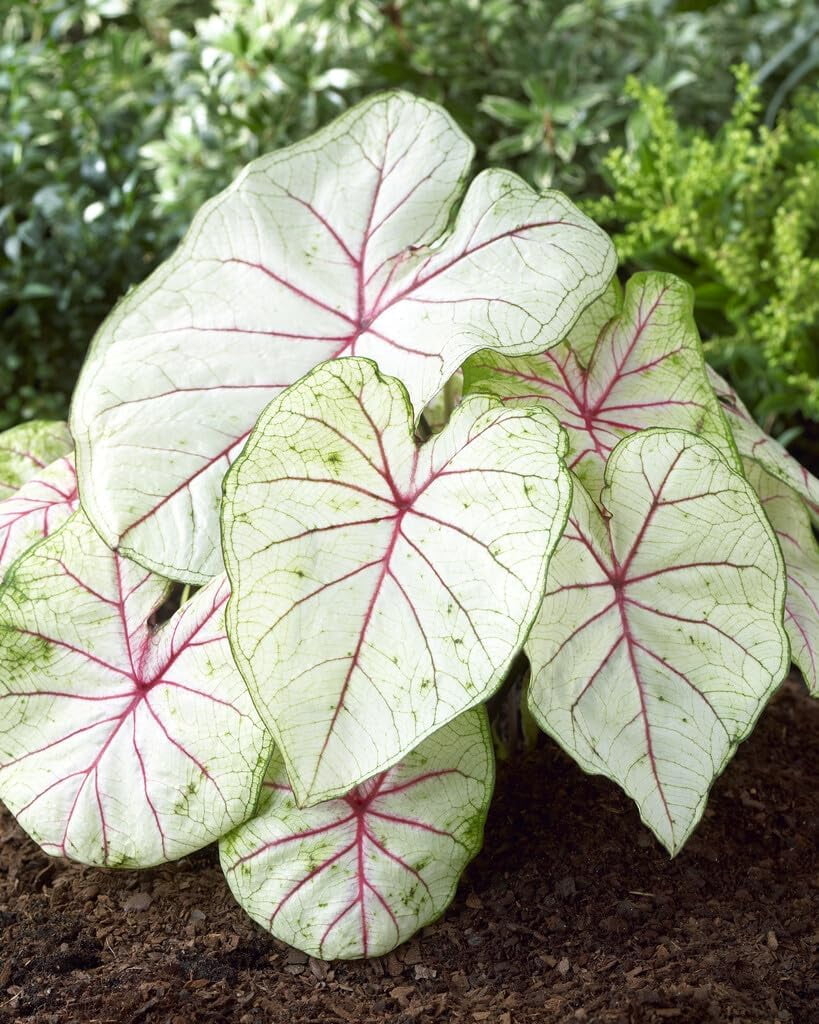 CZ Grain Florida Caladium Plant Bulbs (10 Count), Perennial - Walmart.com