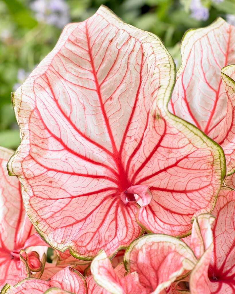 10 Florida Sweetheart Caladium Bulbs for Planting - Perennial Hosta ...