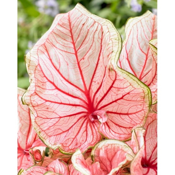 10 Florida Sweetheart Caladium Bulbs for Planting - Perennial Hosta ...