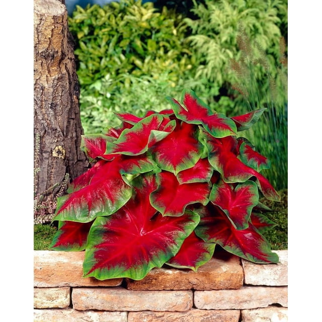 Fredia Hemple 10 Caladium Bulbs - Fancy Perennial Hosta, Elephant Ears ...