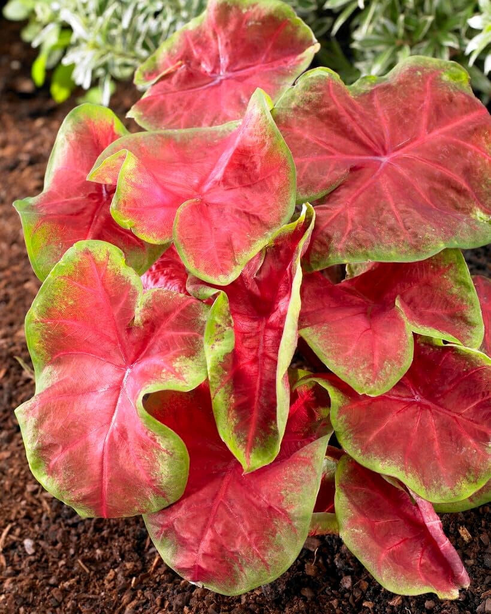 10 Freida Hemple Caladium Bulbs for Planting - Perennial Hosta ...