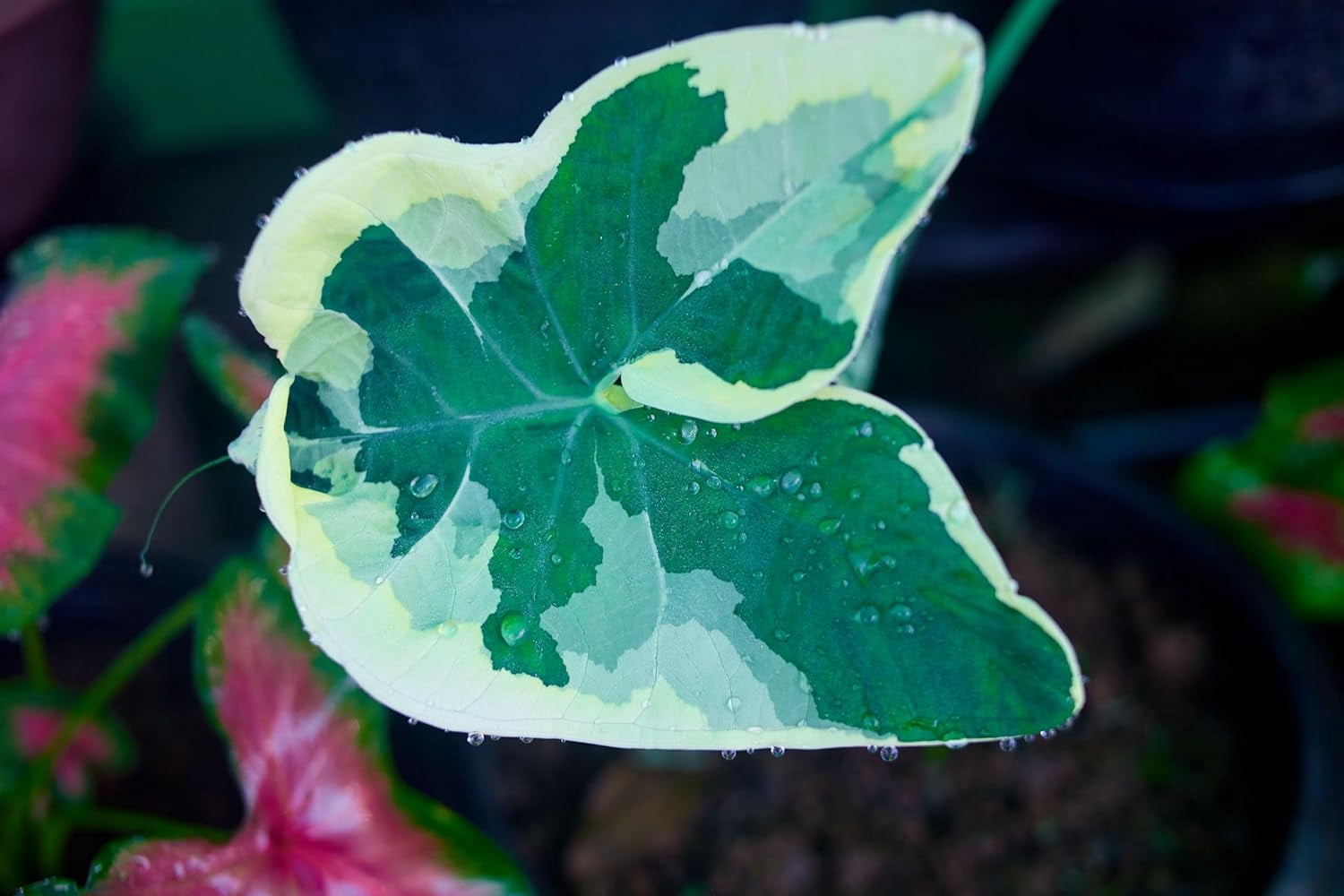 10 Frog in a Blender Caladium Bulbs for Planting - Perennial Hosta ...