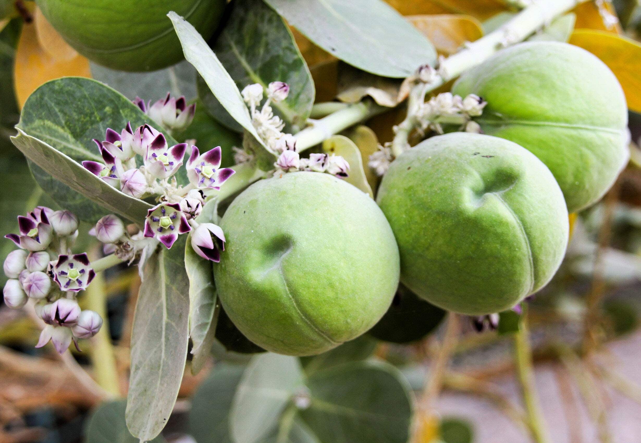 10 GIANT MILKWEED Sodom Apple Calotropis Procera Crown Flower Shrub ...