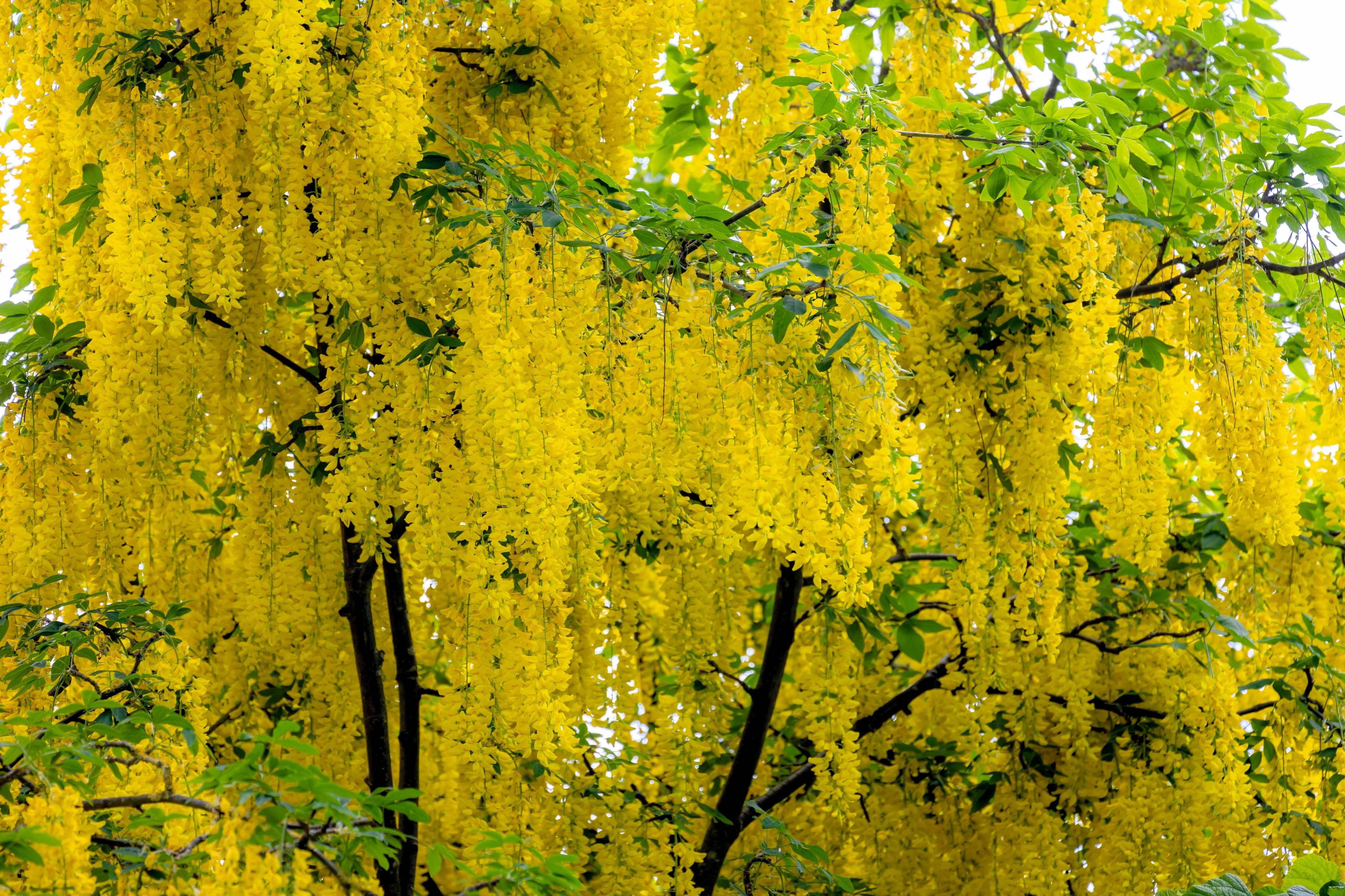 Seedville USA Golden Chain Tree Seeds, Laburnum Anagyroides, Yellow ...