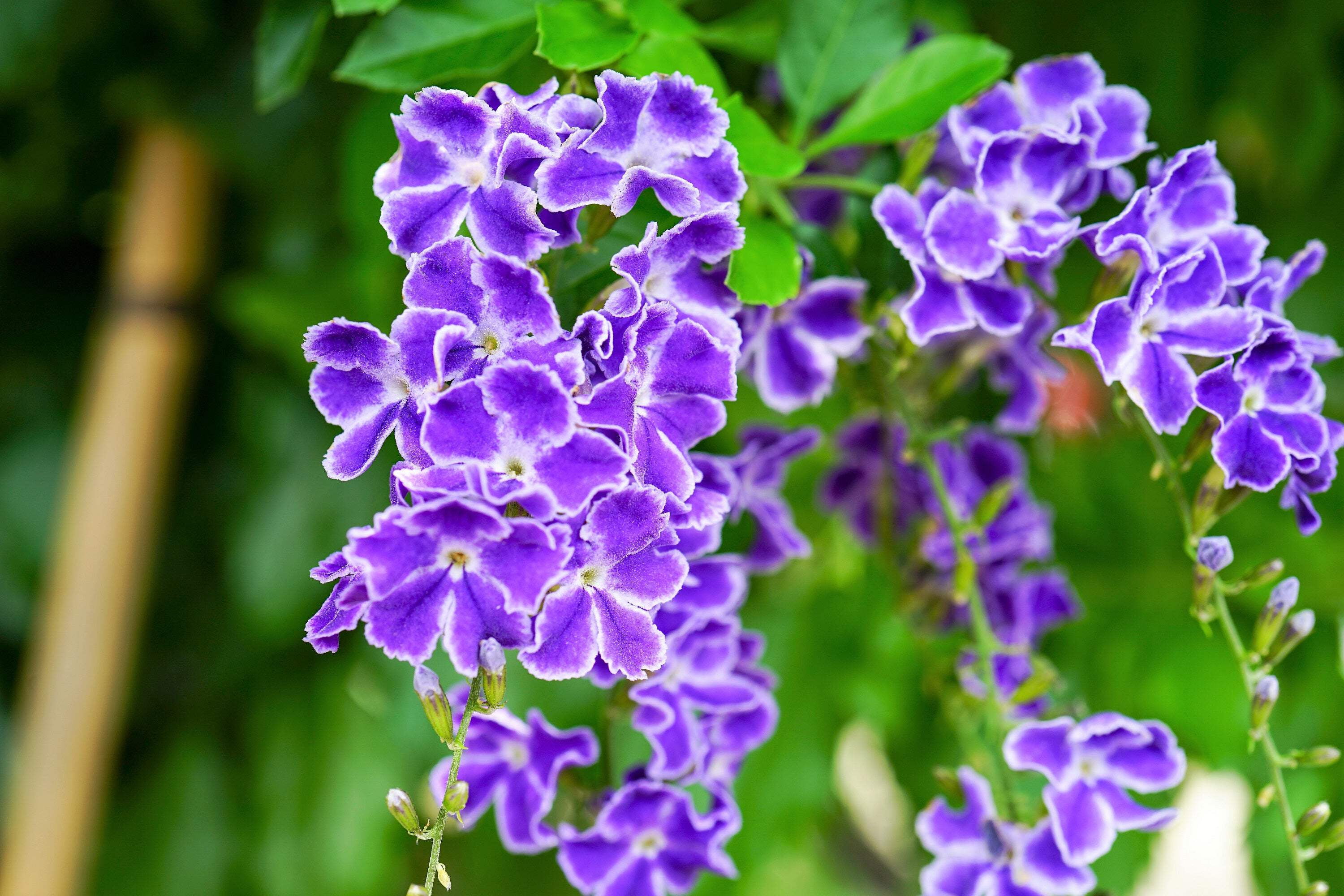 10 Golden Dewdrop Duranta Erecta, Golden Foliage with Blue Violet ...
