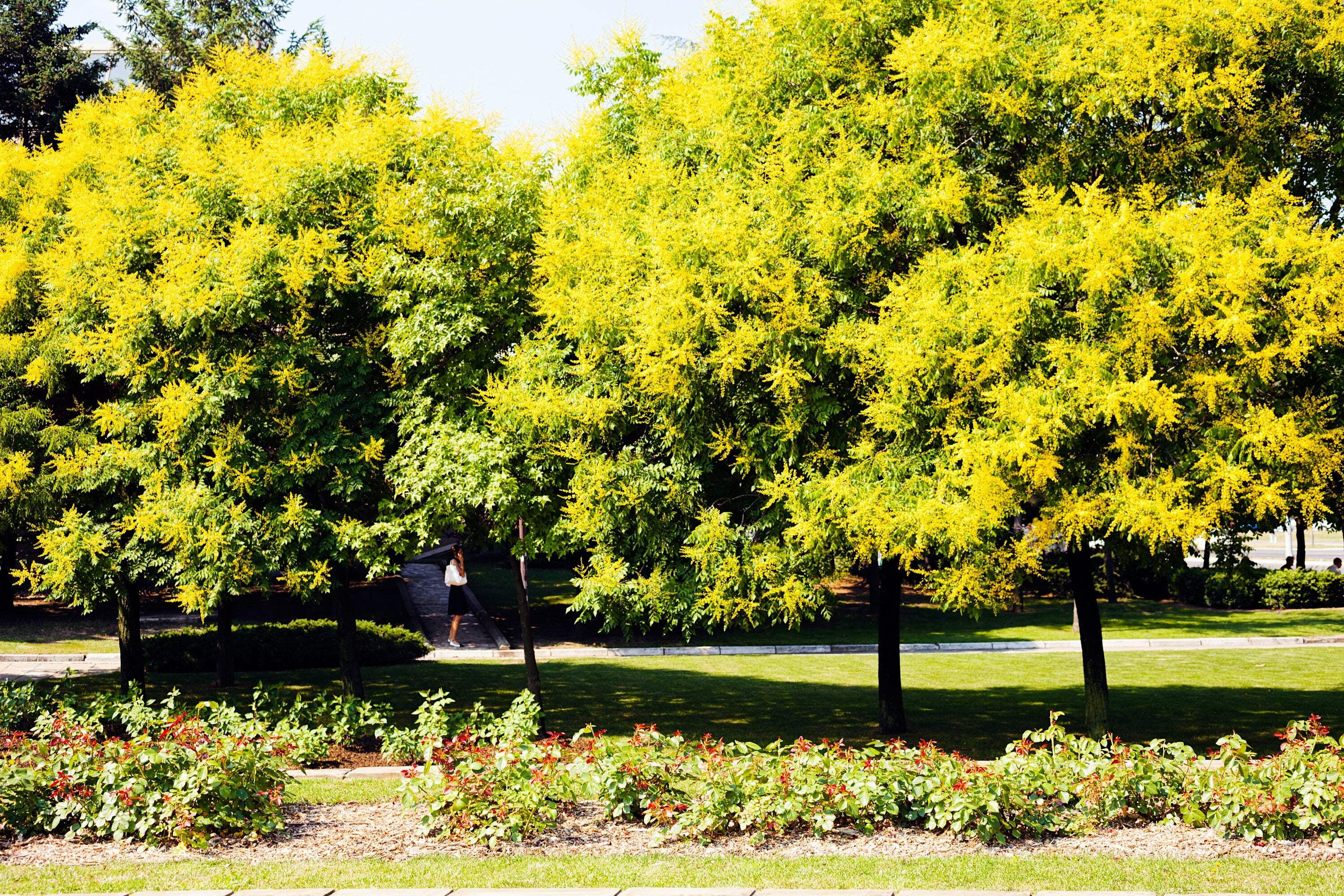 10 GOLDEN RAIN TREE Goldenrain Koelreuteria Paniculata Yellow Flower ...