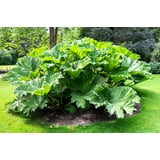 Seedville USA Giant Rhubarb Dinosaur Plant Seeds, Gunnera Manicata, 6 ...