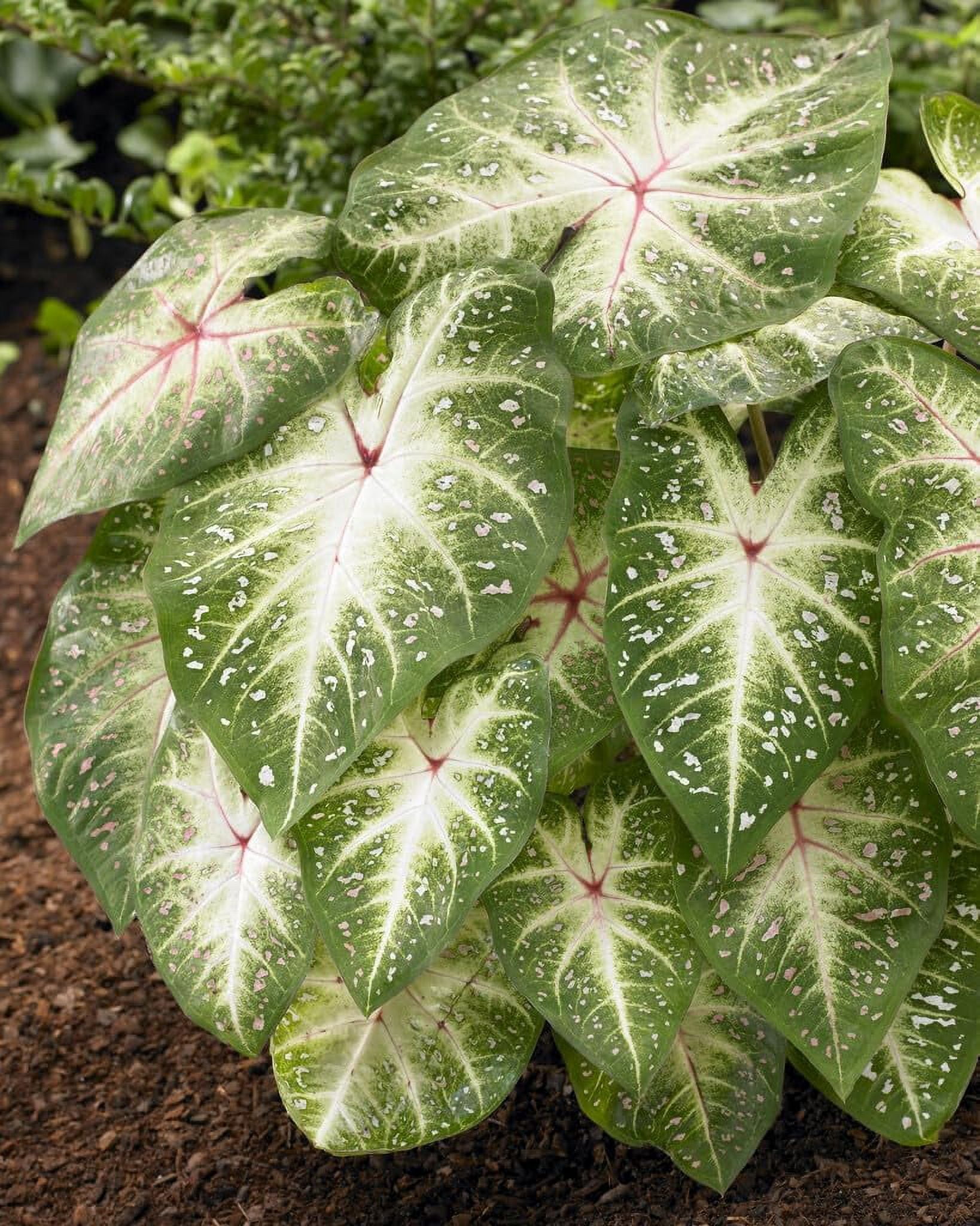 10 Galaxy Caladium Bulbs for Planting - Perennial Hosta, Elephant Ears ...