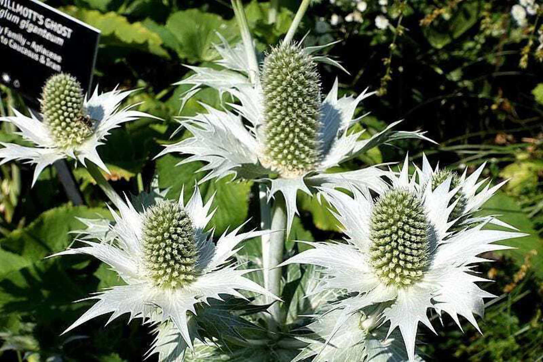 10 Giant SILVER SEA HOLLY Eryngium Giganteum Miss Willmott's Ghost ...