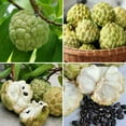 10+ Giant Soursop Graviola Guanabana Annona MVR1 Muricata Fruit Tree Seeds Fresh Tropical Fruit ...