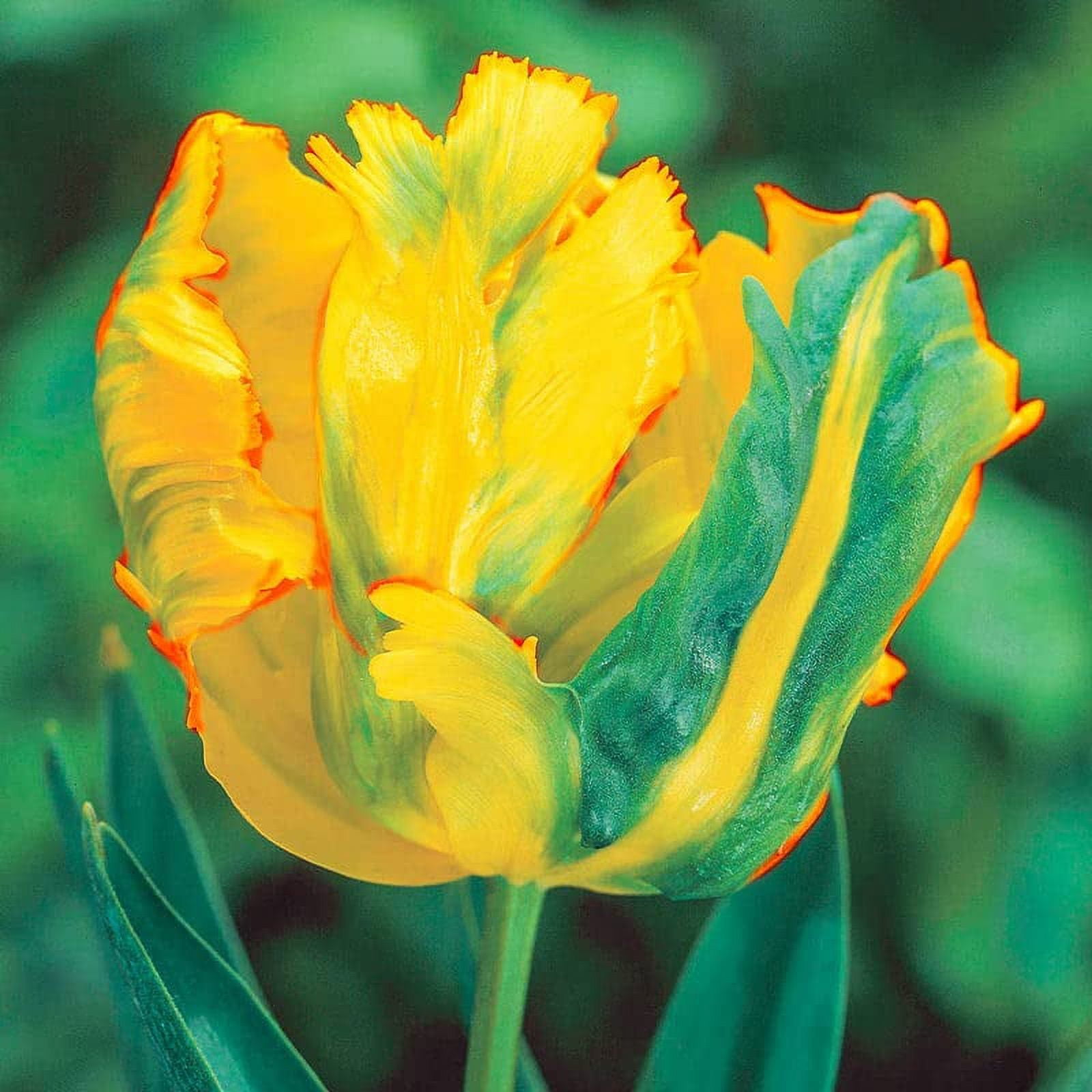 10 Golden Parrot Tulip Bulbs for Planting - Easy to Grow - Ships from Iowa - Walmart.com