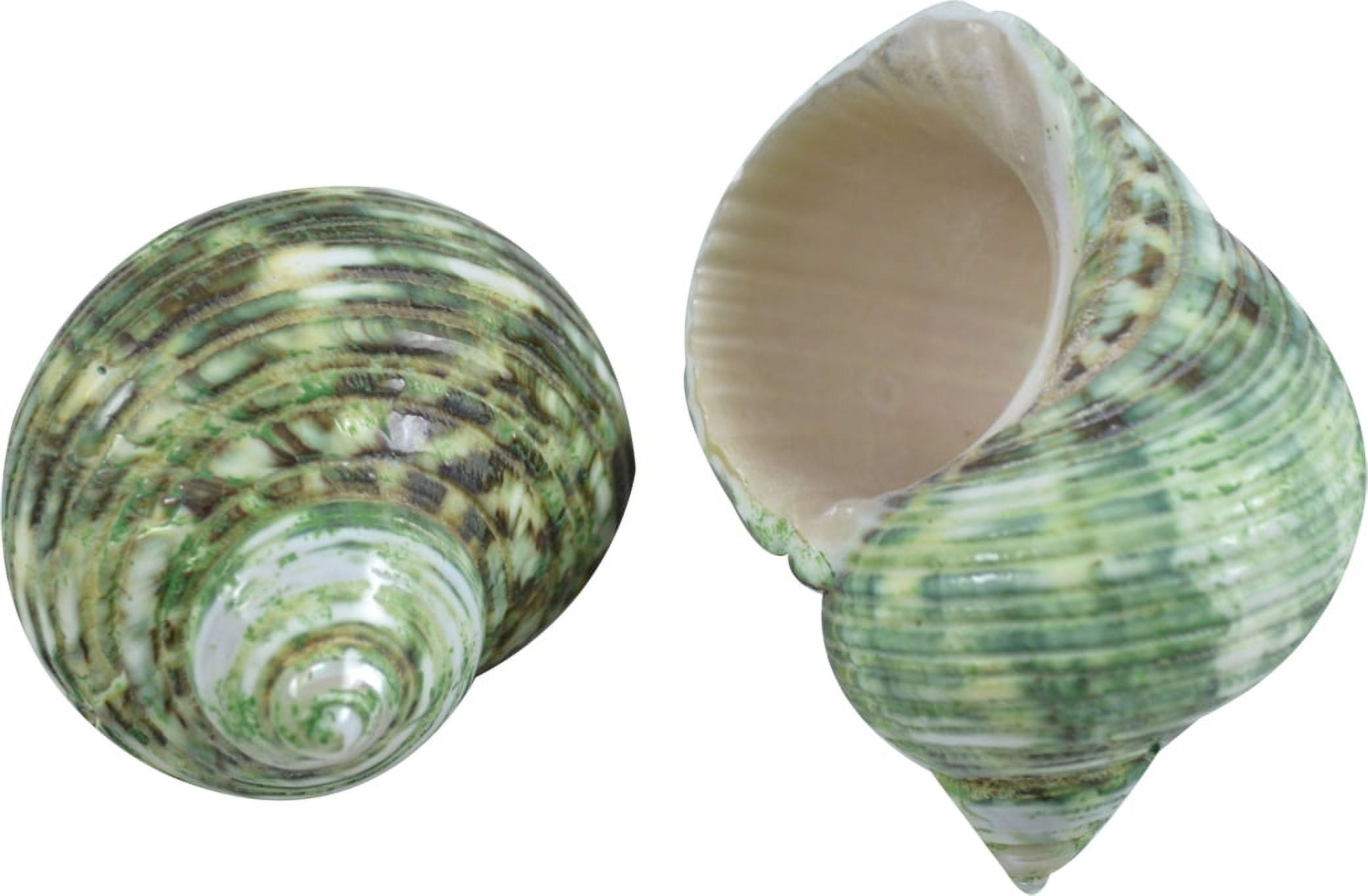 10 Green Turbo Polished Shells 2-3" (Set of 10) - Walmart.com