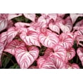10 Gypsy Rose Caladium Bulbs for Planting - Perennial Hosta, Elephant ...