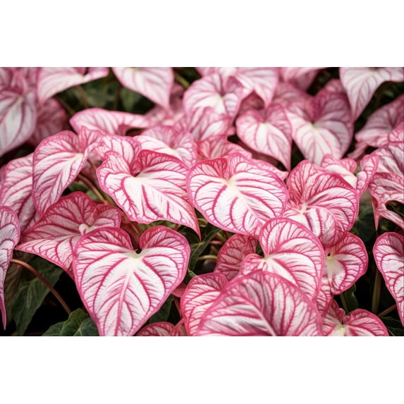 10 Gypsy Rose Caladium Bulbs for Planting - Perennial Hosta, Elephant ...