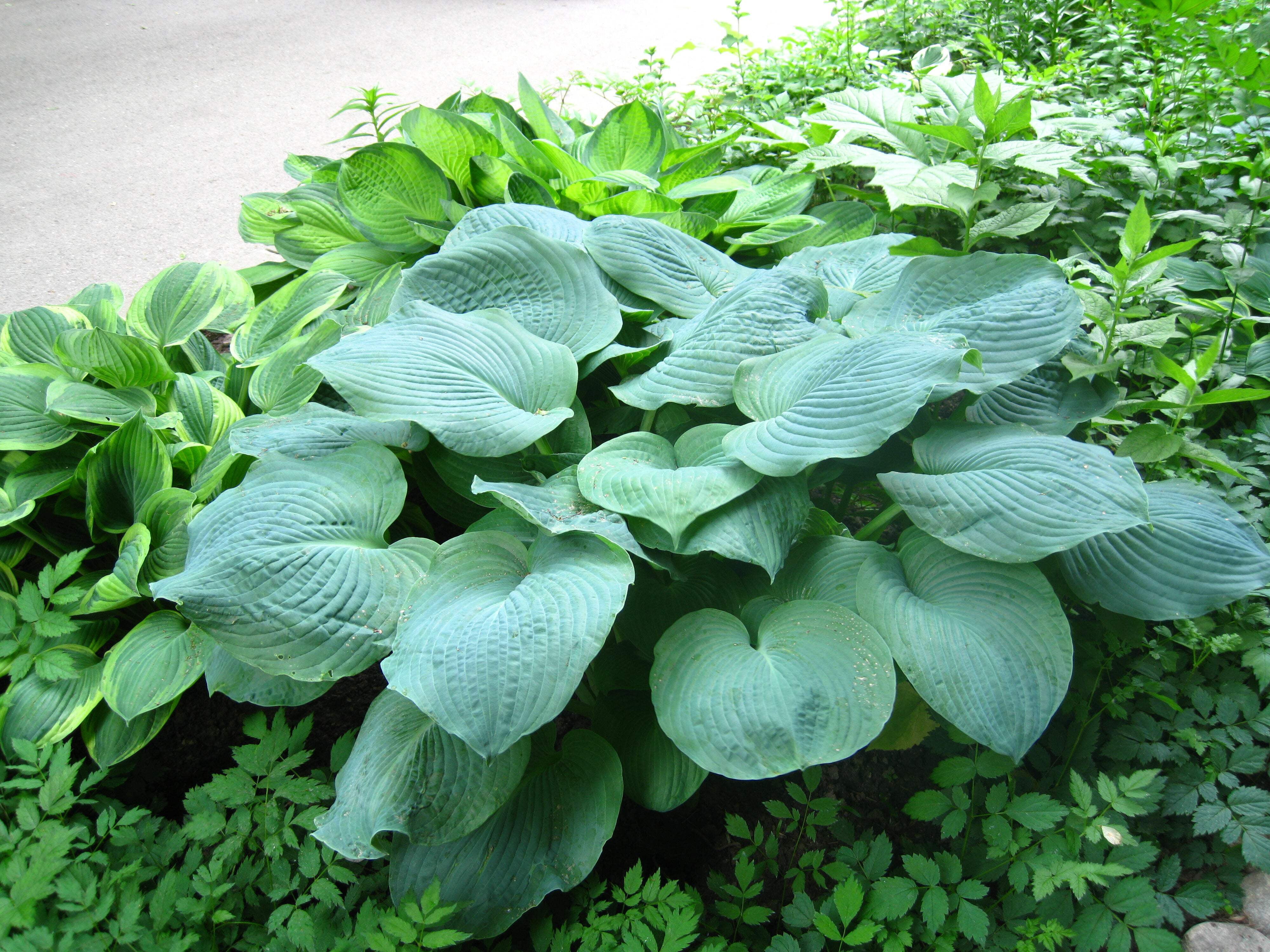 10 HOSTA ELEGANS Shade Lover Flower Seeds - Walmart.com