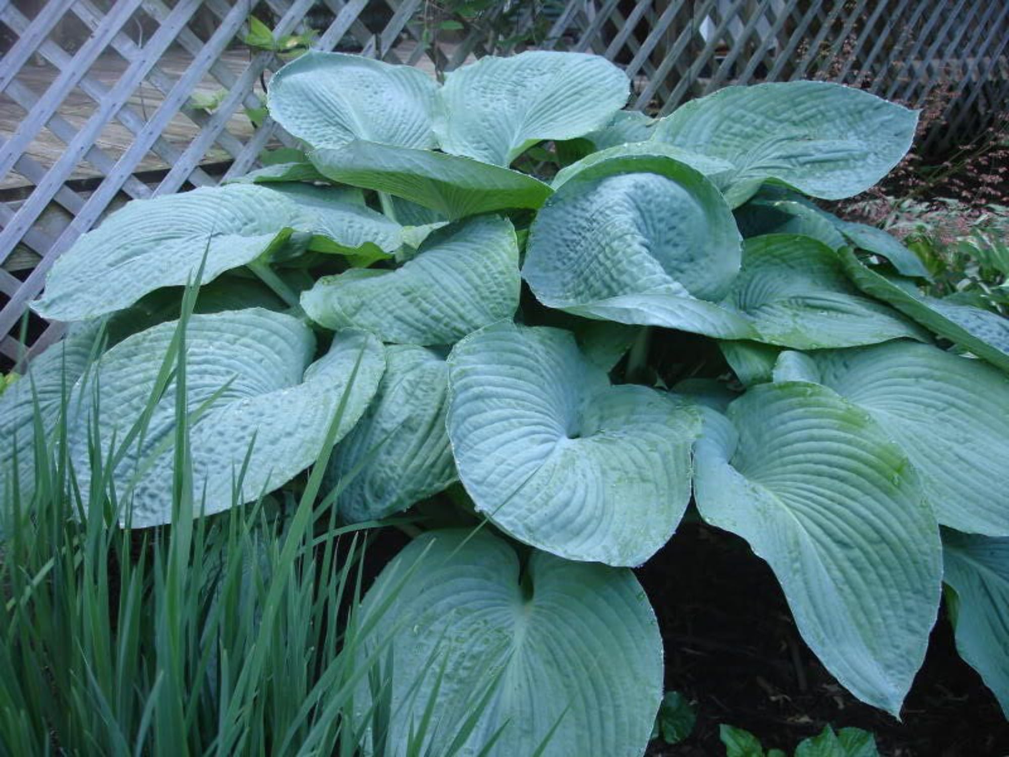 10 HOSTA ELEGANS Shade Lover Flower Seeds - Walmart.com