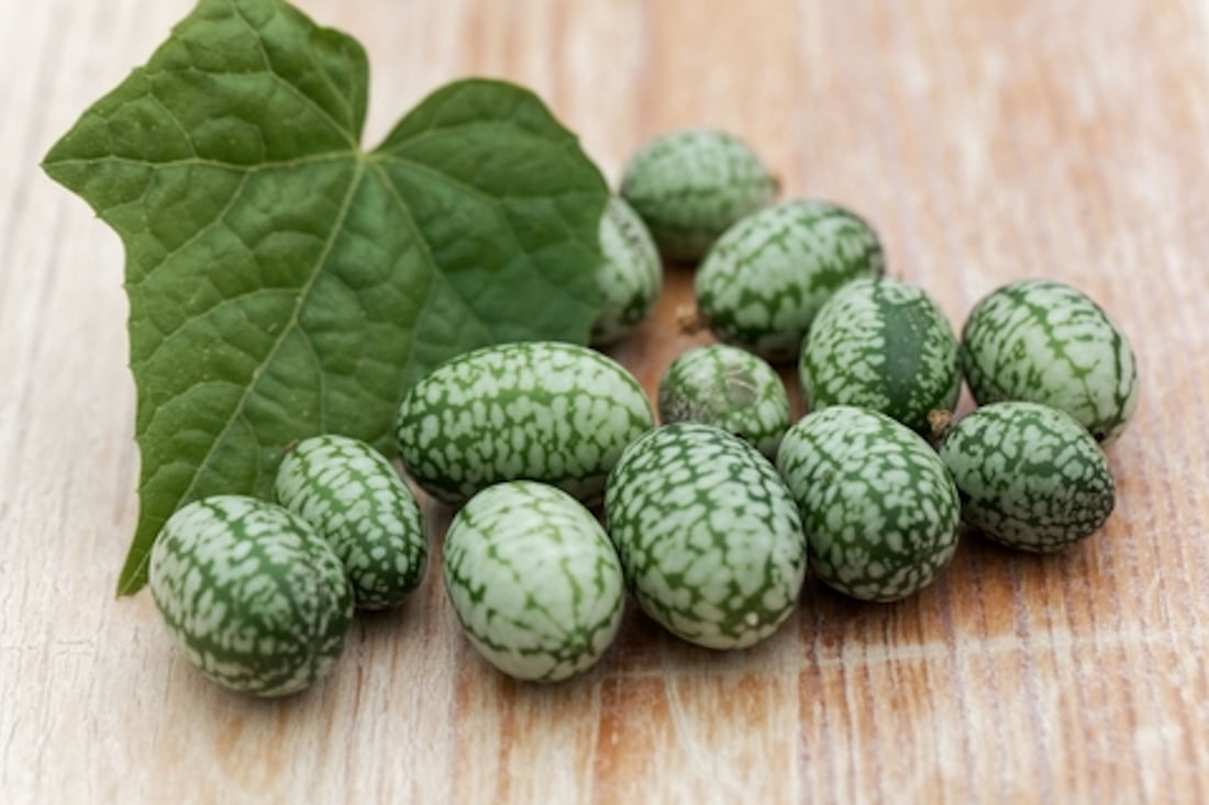 10 Heirloom Vegetable Seeds -Melothria scabra Mexican Sour Gherkin -All ...