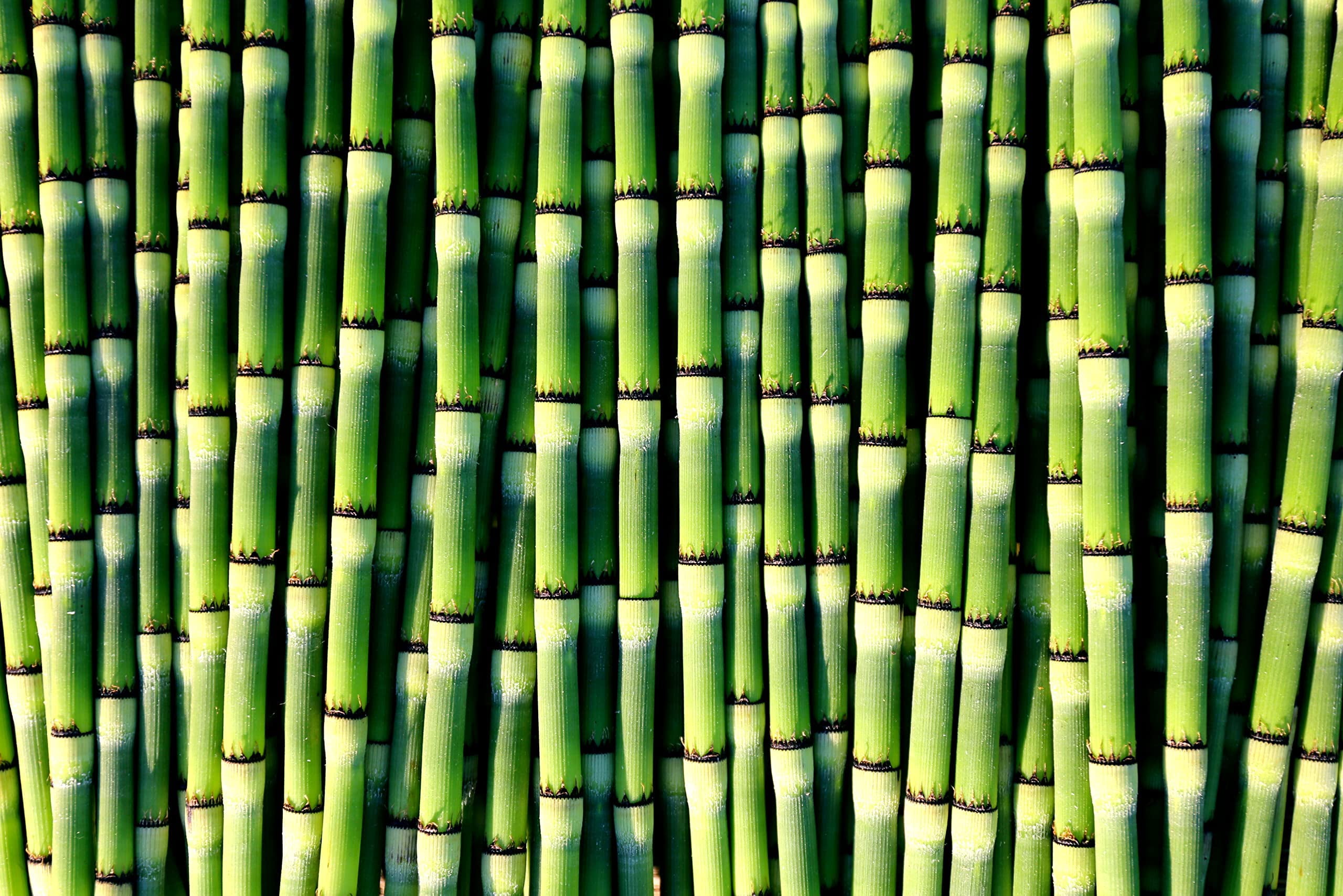 CZ Grain, Horsetail Plant Cuttings, Fast Growing Aquatic Fern, Unique ...