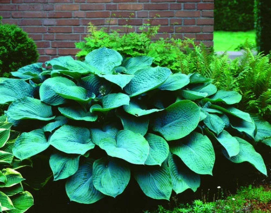 Daylily Nursery Hosta Big Blue Mixed, Perennial Bare Roots, Shade ...
