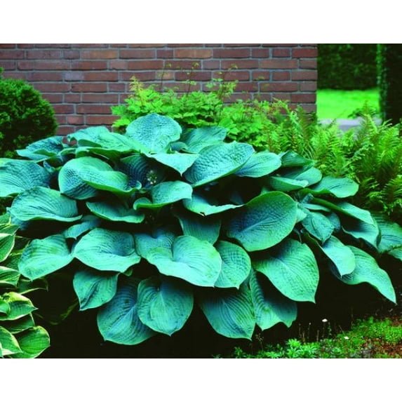Daylily Nursery, 10 Hosta Big Blue Mixed Perennial Bare Roots, Shade ...