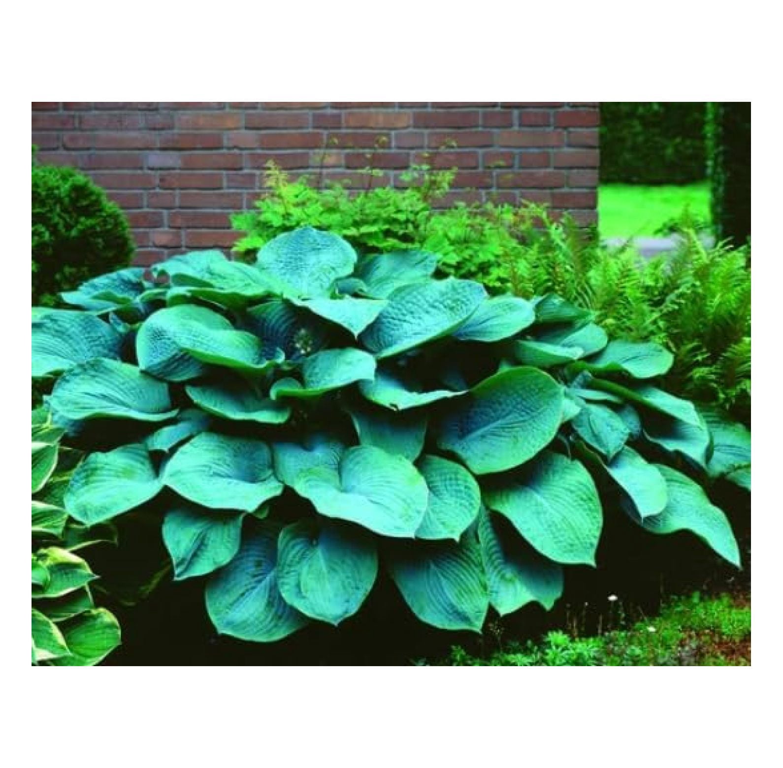 10 Hosta Big Blue Mixed -Perennial Bare Roots-Shade Loving Plants ...