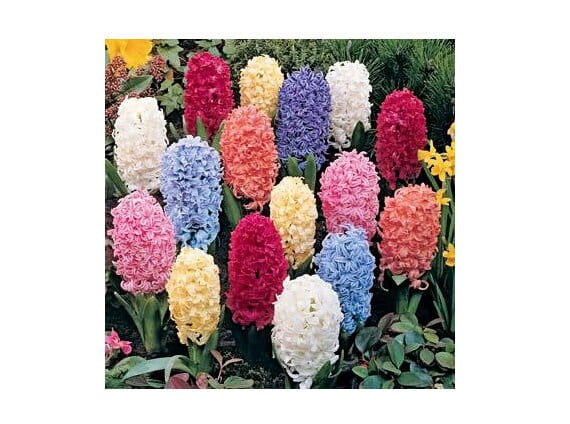 10 Hyacinth Giant Mixture - Hyacinth Orientalis - Walmart.com