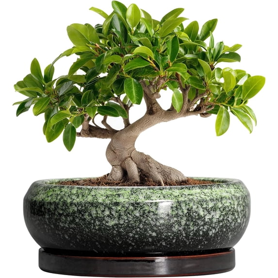 10 Inch Ceramic Bonsai Pot with Drainage Hole and Saucer Retro Green ...
