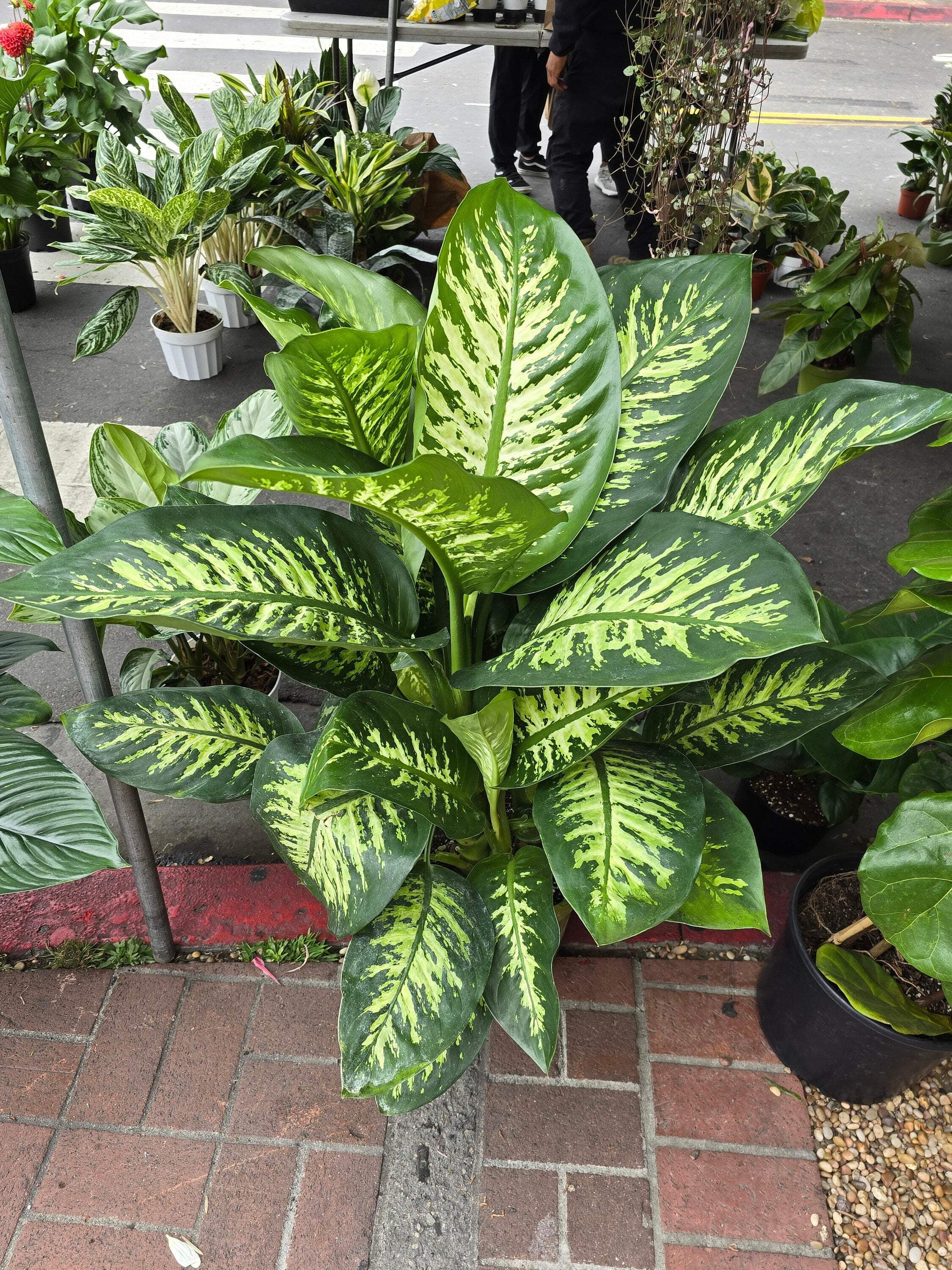 10 Inch Pot- Giant XL 3.5-4 ft. tall Dieffenbachia Dumb Cane Indoor ...