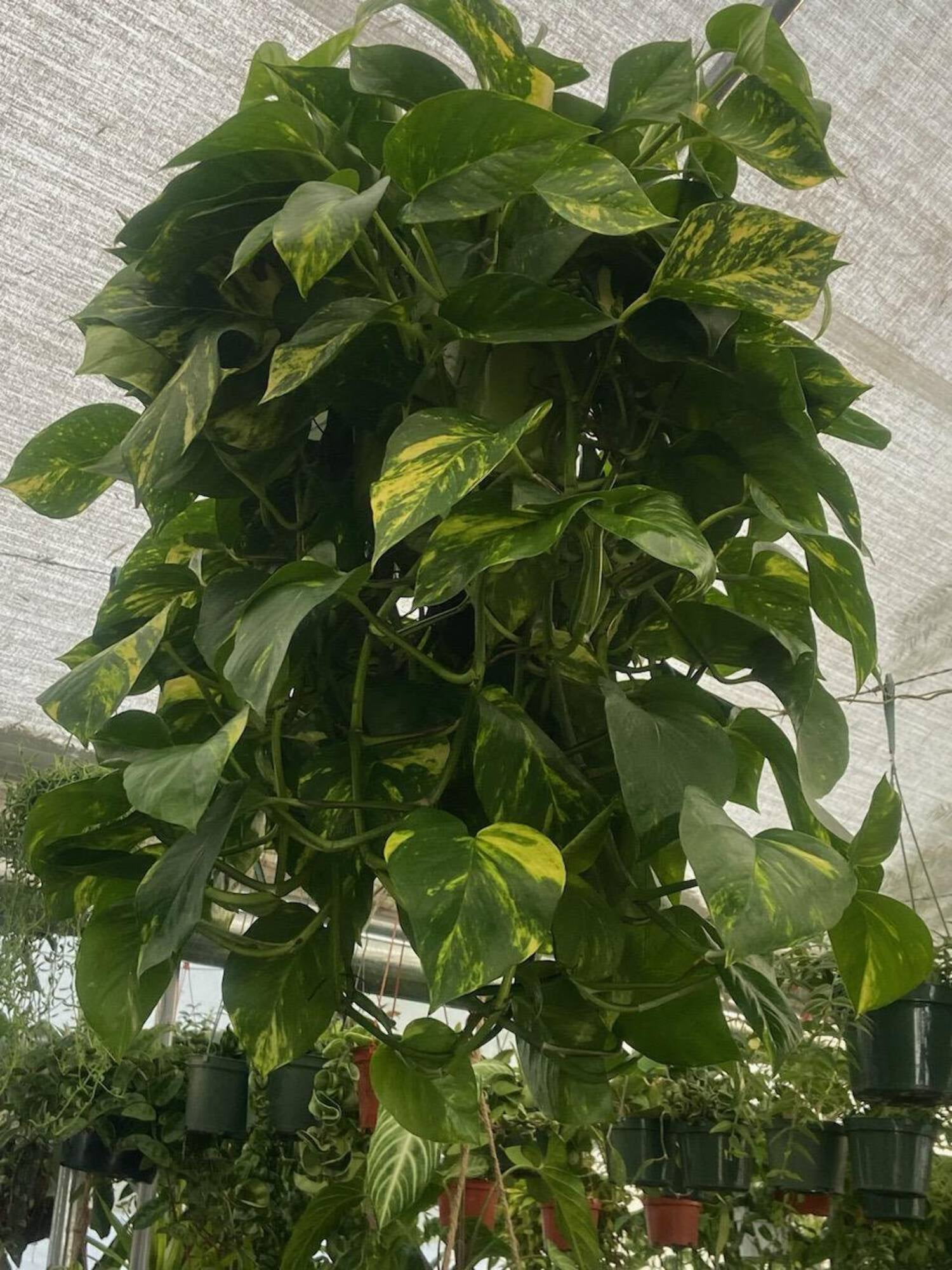 10 Inch Pot - Green Jade Golden Pothos XL Bushy Plant, Haning pot - Get ...