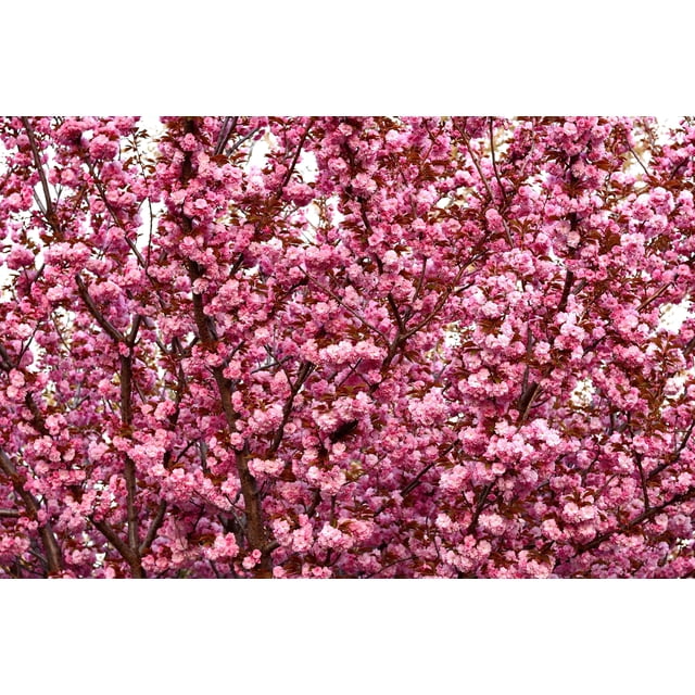 10 Seeds JAPANESE FLOWERING CHERRY Tree Oriental Prunus Serrulata ...