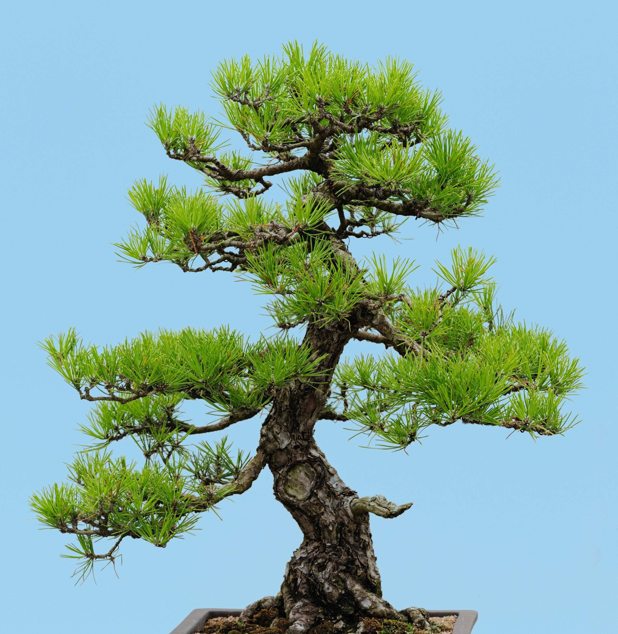10 Japanese BLACK PINE TREE Evergreen Pinus Thunbergii Seeds - Walmart.com
