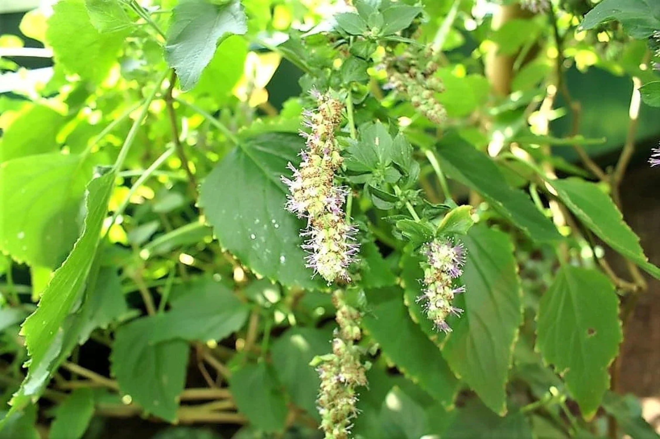 10 Seeds Java INDIAN PATCHOULI Pogostemon Heyneanus Herb Shrub Flower ...