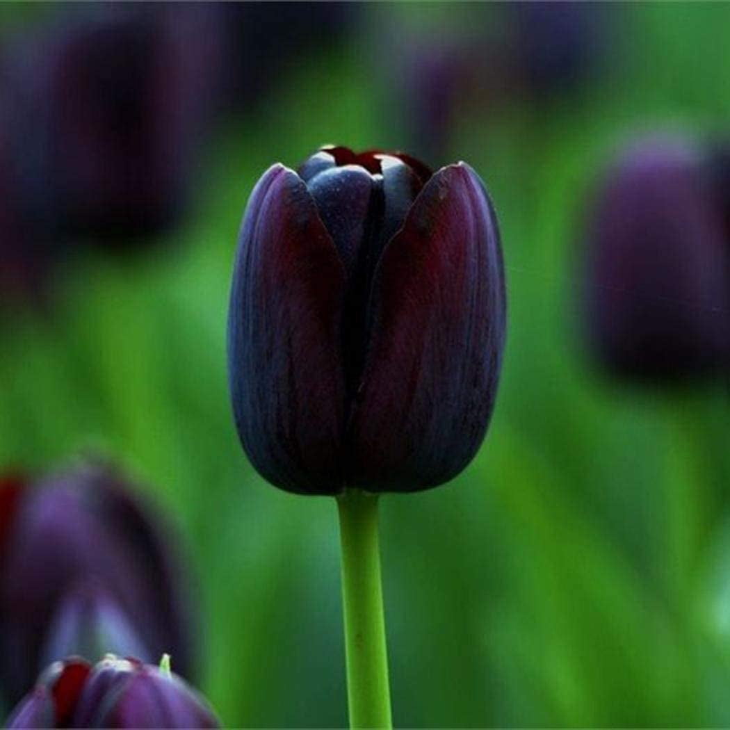 10 Jerusalem Tulip Bulbs for Planting - 10 Bulbs to Grow - Walmart.com