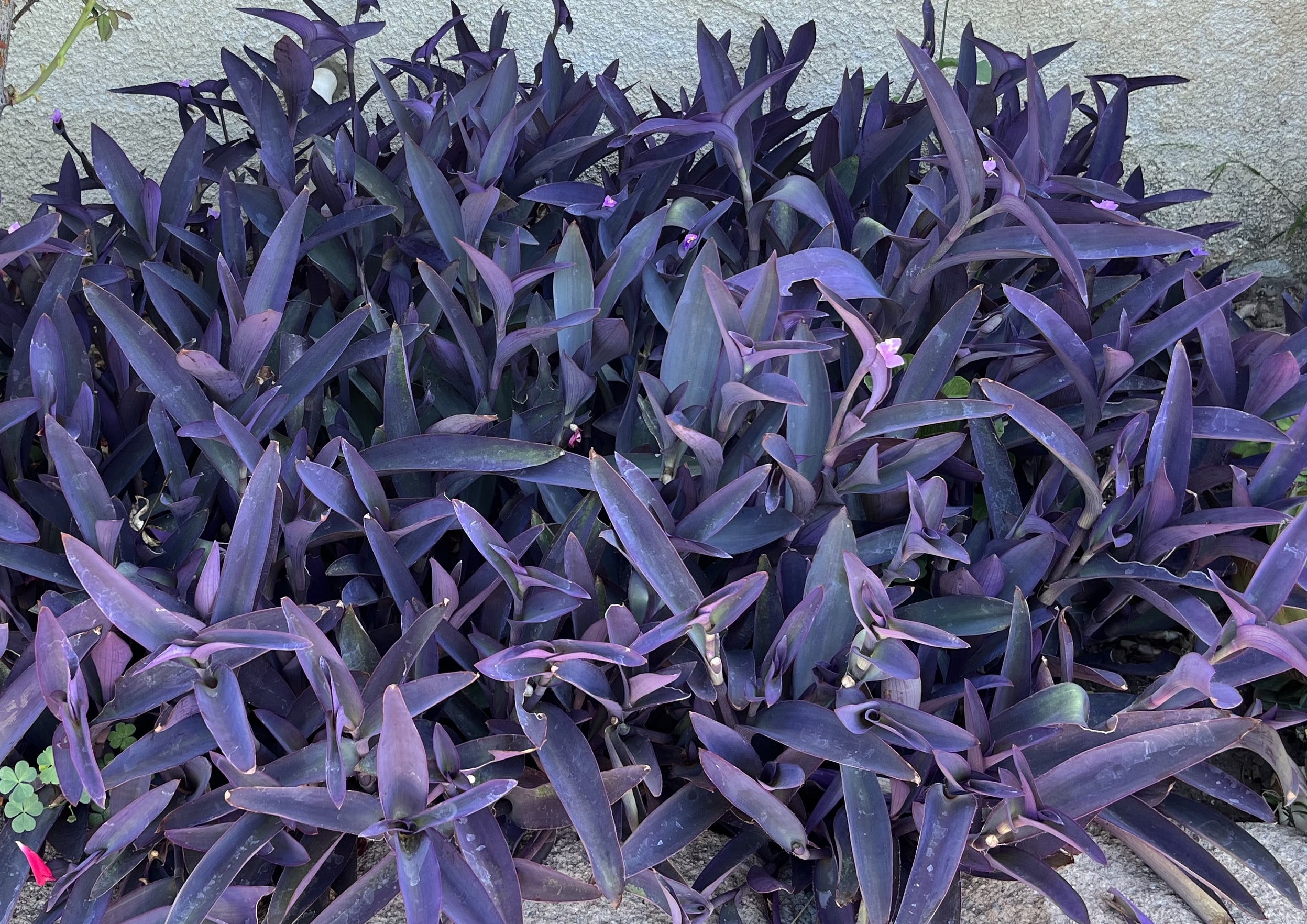 10 Purple Heart Wandering Jew Cuttings, Tradescantia Pallida Purpurea ...