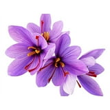 10 Jumbo Saffron Sativus Crocus Corms - Instructions will be Included ...
