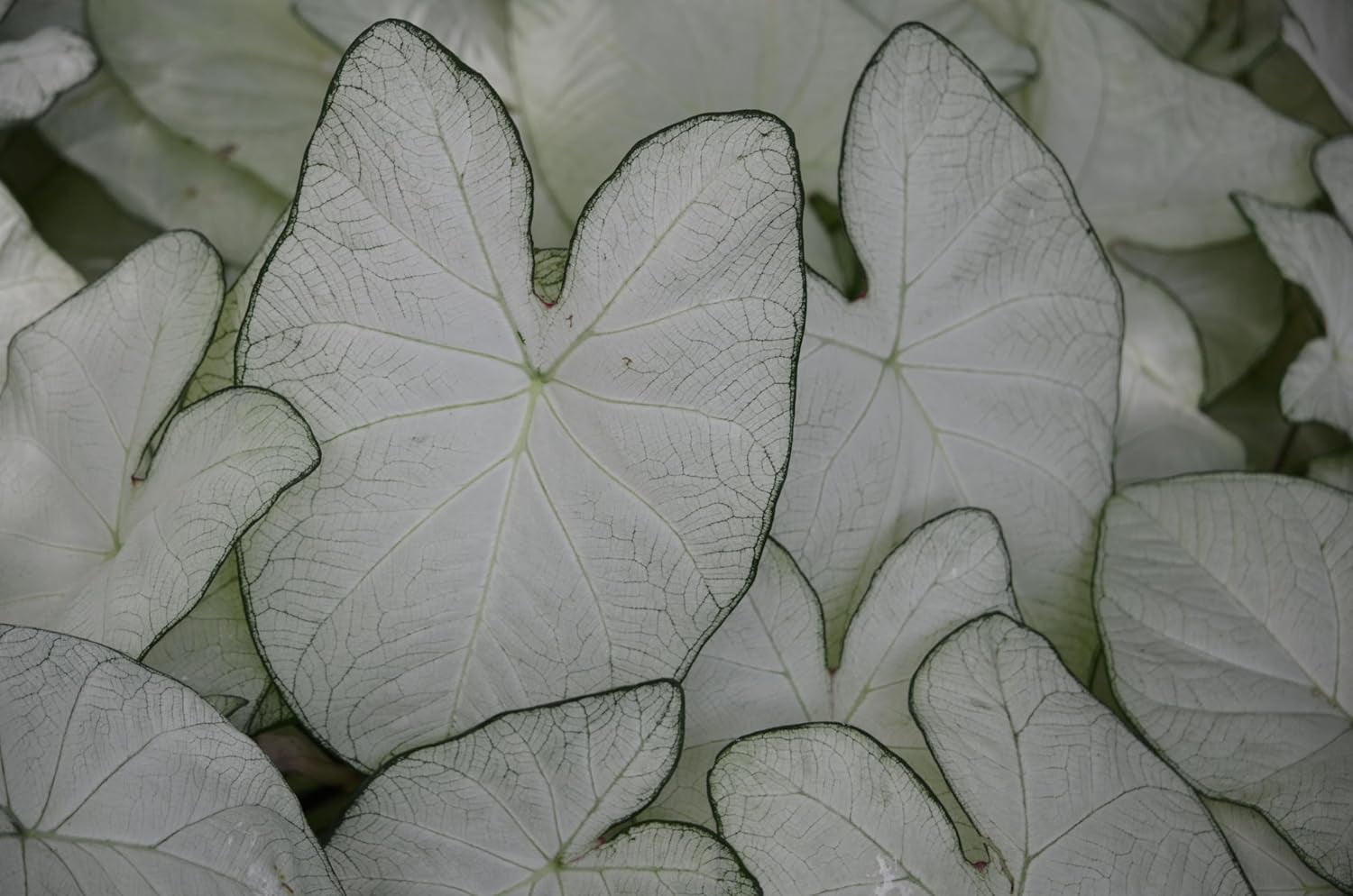 10 June Bride Fancy Caladium Bulbs for Planting - Exotic White Elephant ...